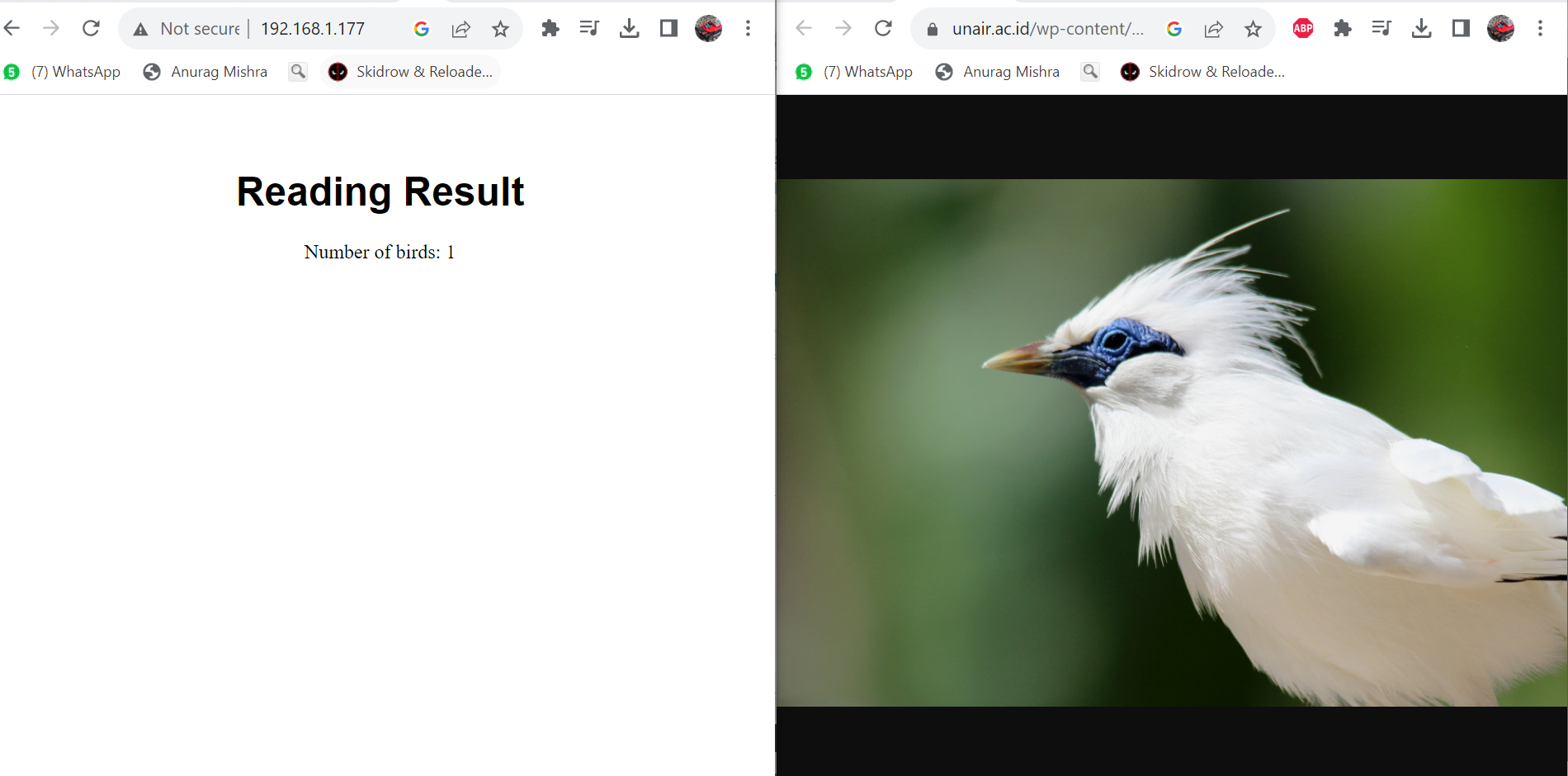 TinyML Based Bird watcher